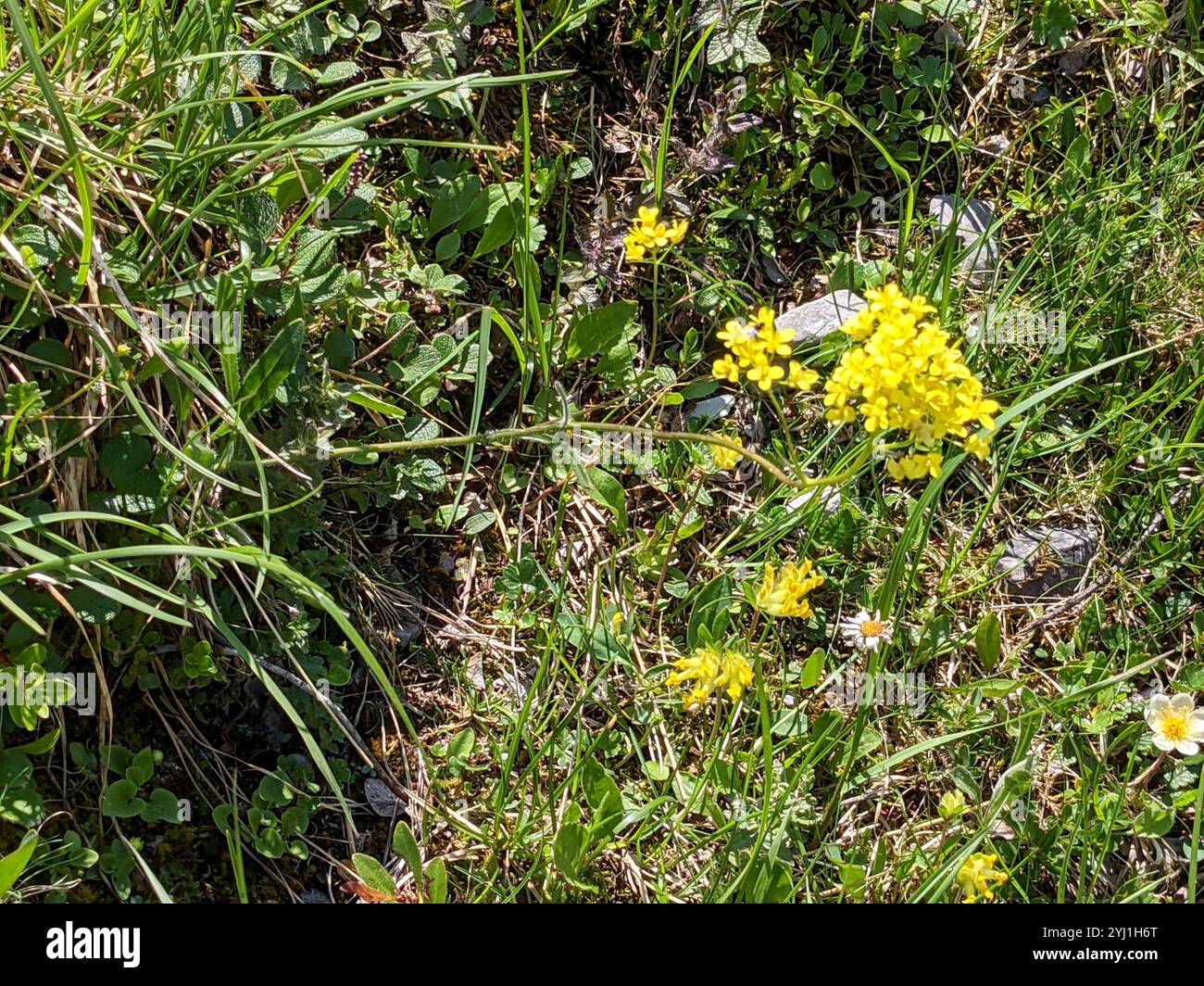 Common Buckler-mustard (Biscutella laevigata Stock Photo - Alamy