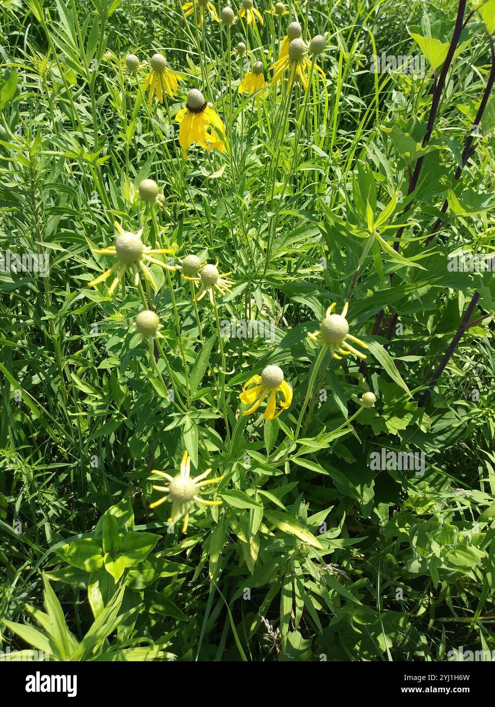 grey-headed coneflower (Ratibida pinnata Stock Photo - Alamy