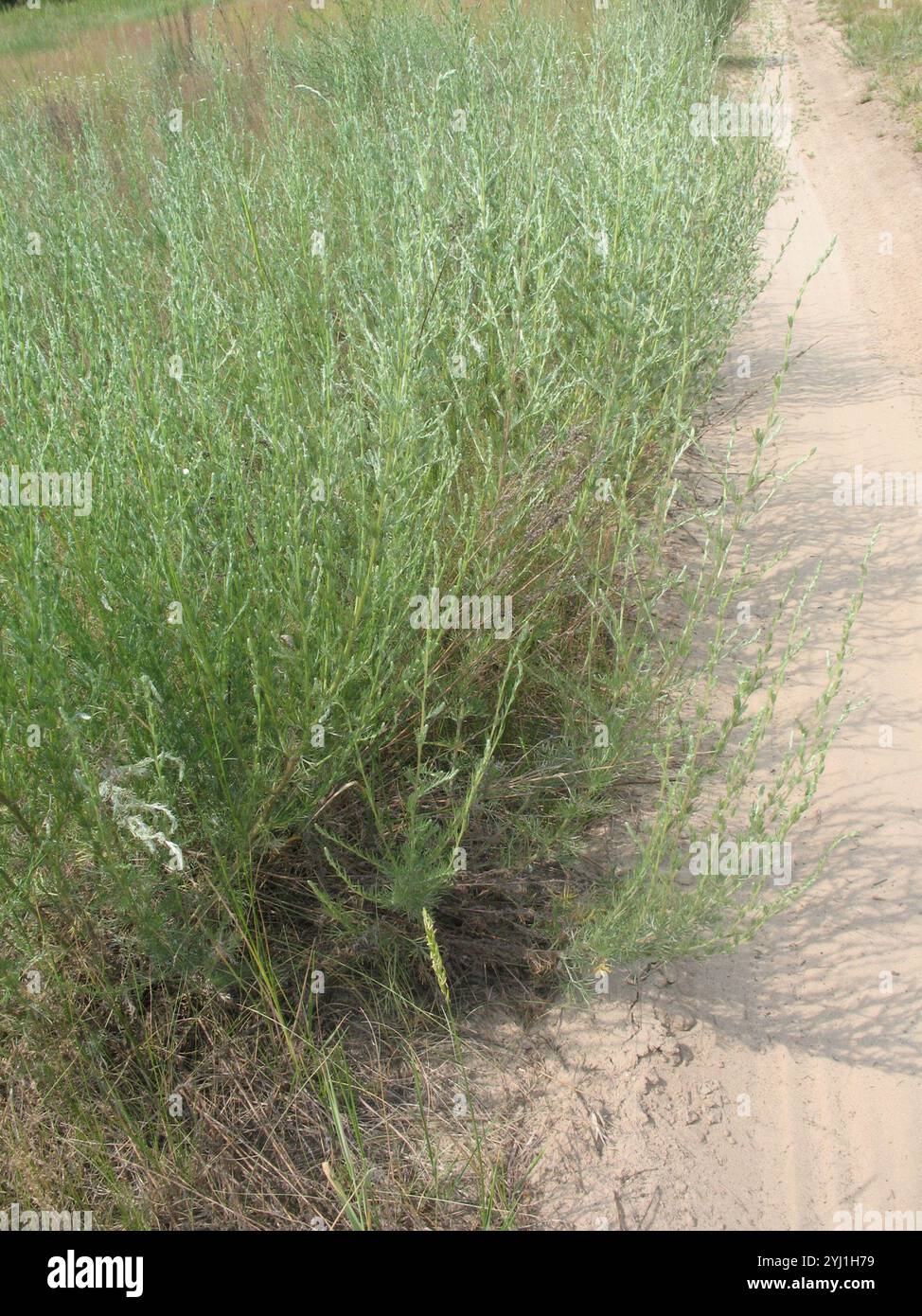 Field Sagewort (Artemisia campestris Stock Photo - Alamy