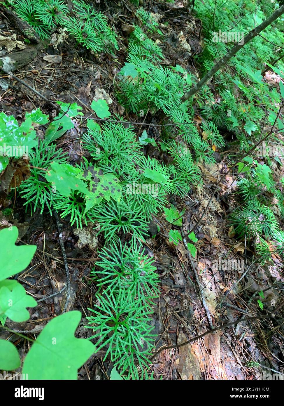 fan clubmoss (Diphasiastrum digitatum Stock Photo - Alamy