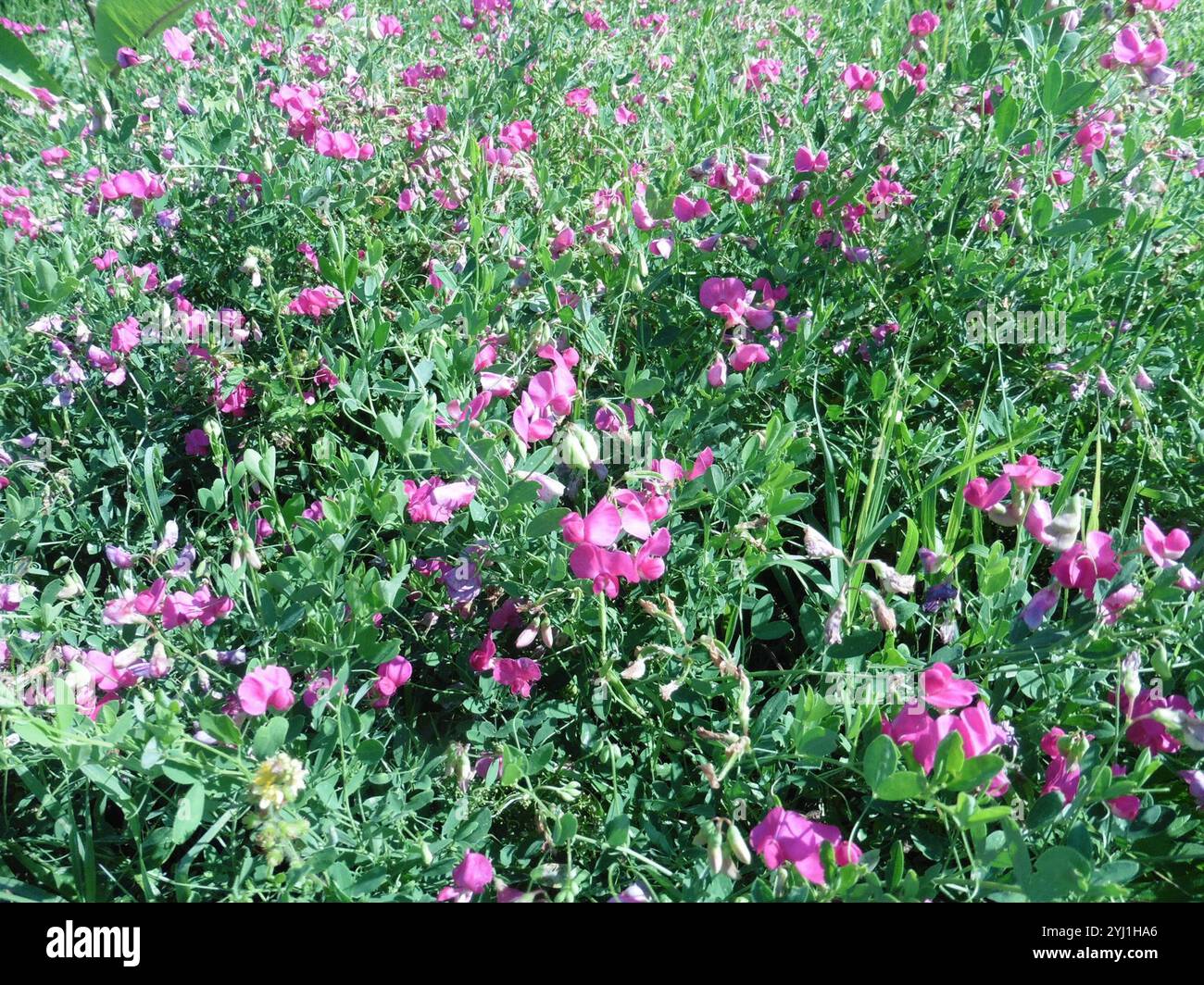 tuberous pea (Lathyrus tuberosus Stock Photo - Alamy