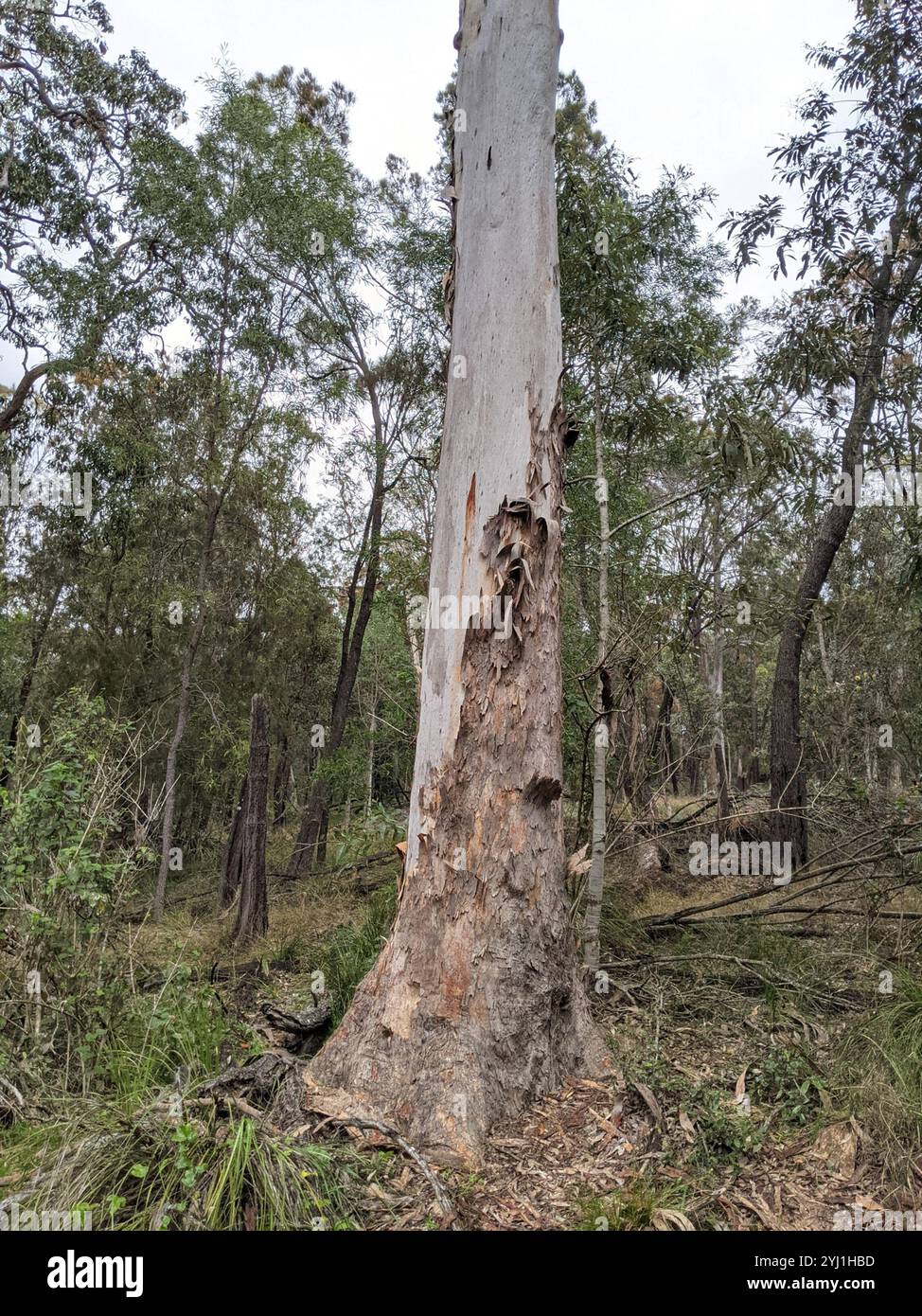 Smooth-barked Apple (Angophora leiocarpa Stock Photo - Alamy