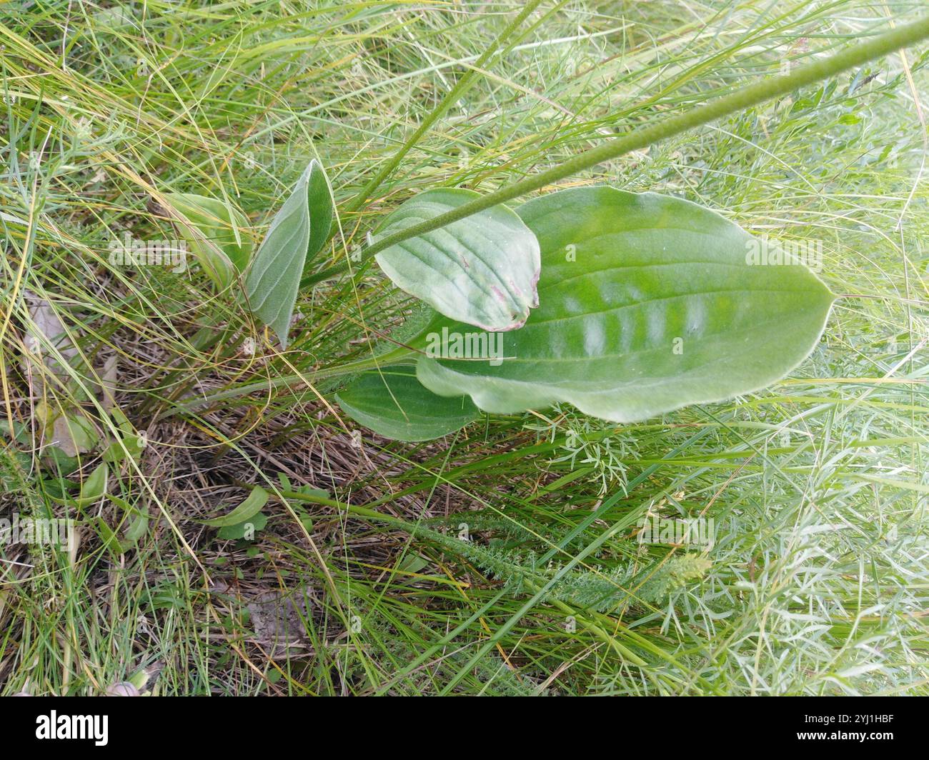 Plantago maxima hi-res stock photography and images - Alamy