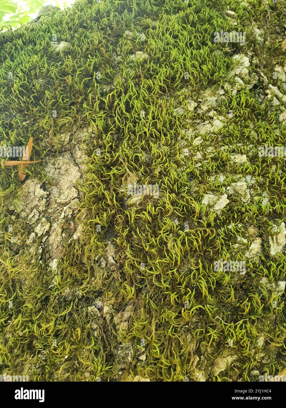 squirrel-tail moss (Leucodon sciuroides Stock Photo - Alamy