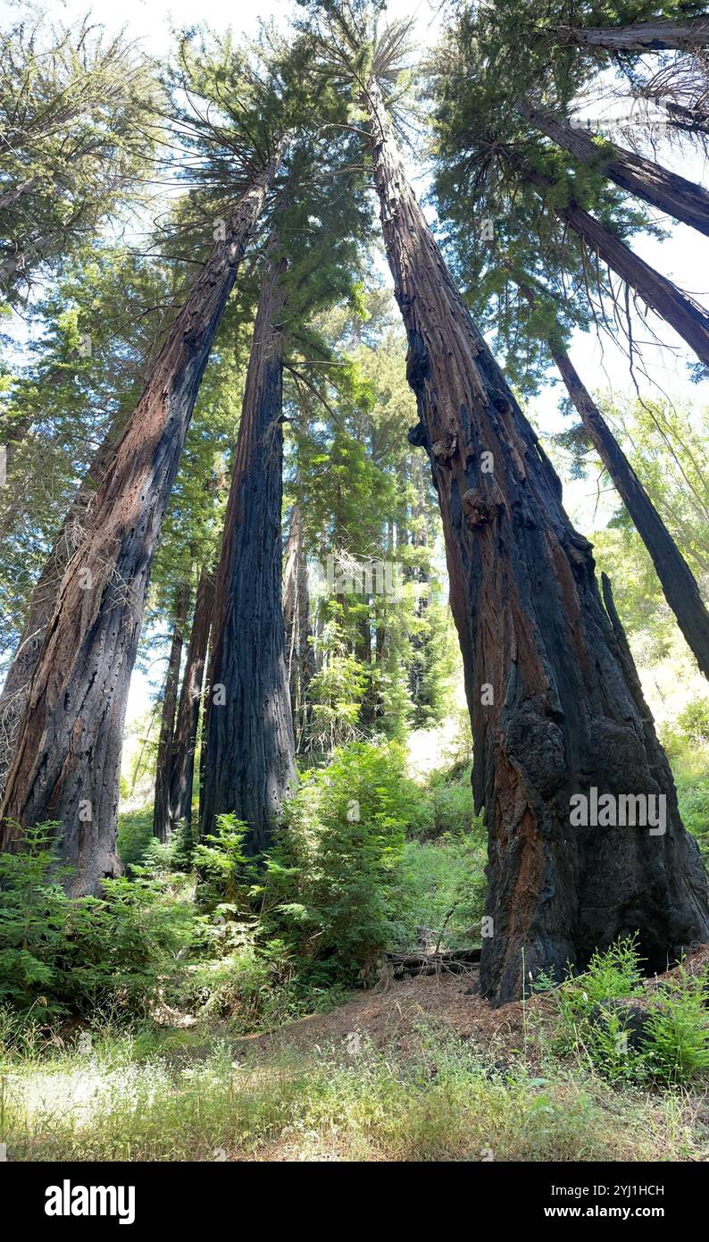 coast redwood (Sequoia sempervirens Stock Photo - Alamy