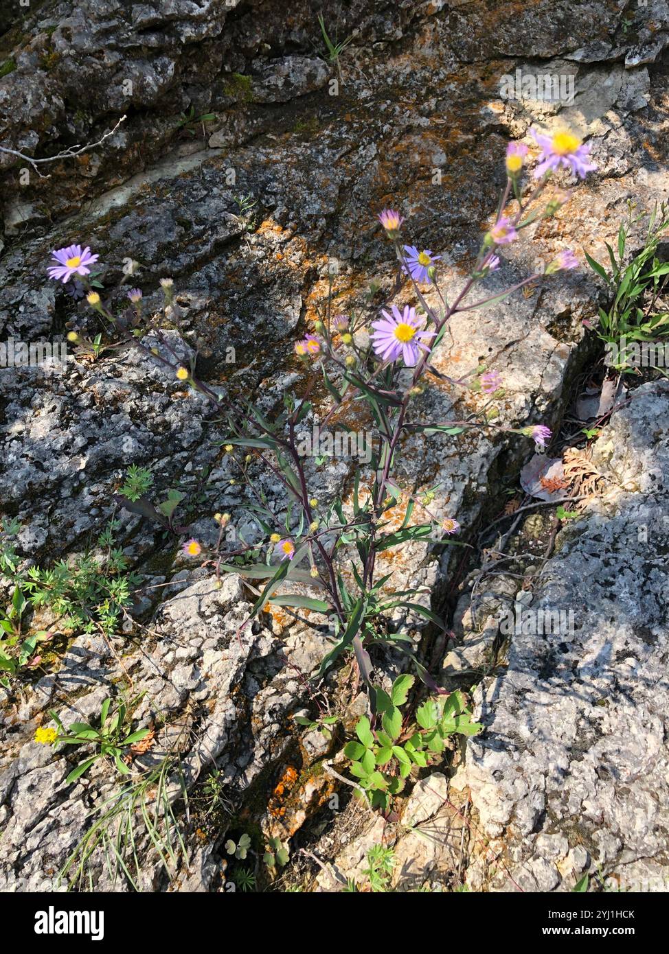 smooth blue aster (Symphyotrichum laeve Stock Photo - Alamy