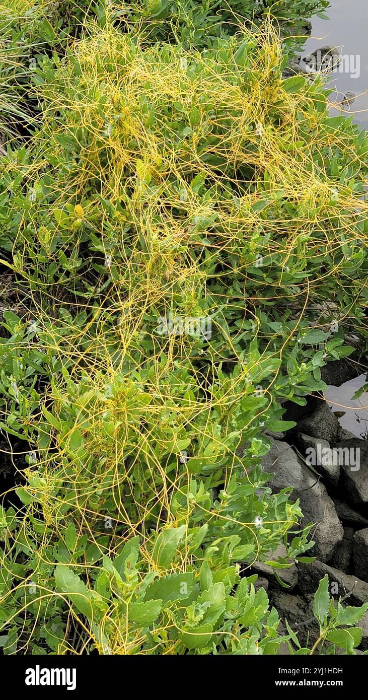 Field Dodder (Cuscuta campestris Stock Photo - Alamy