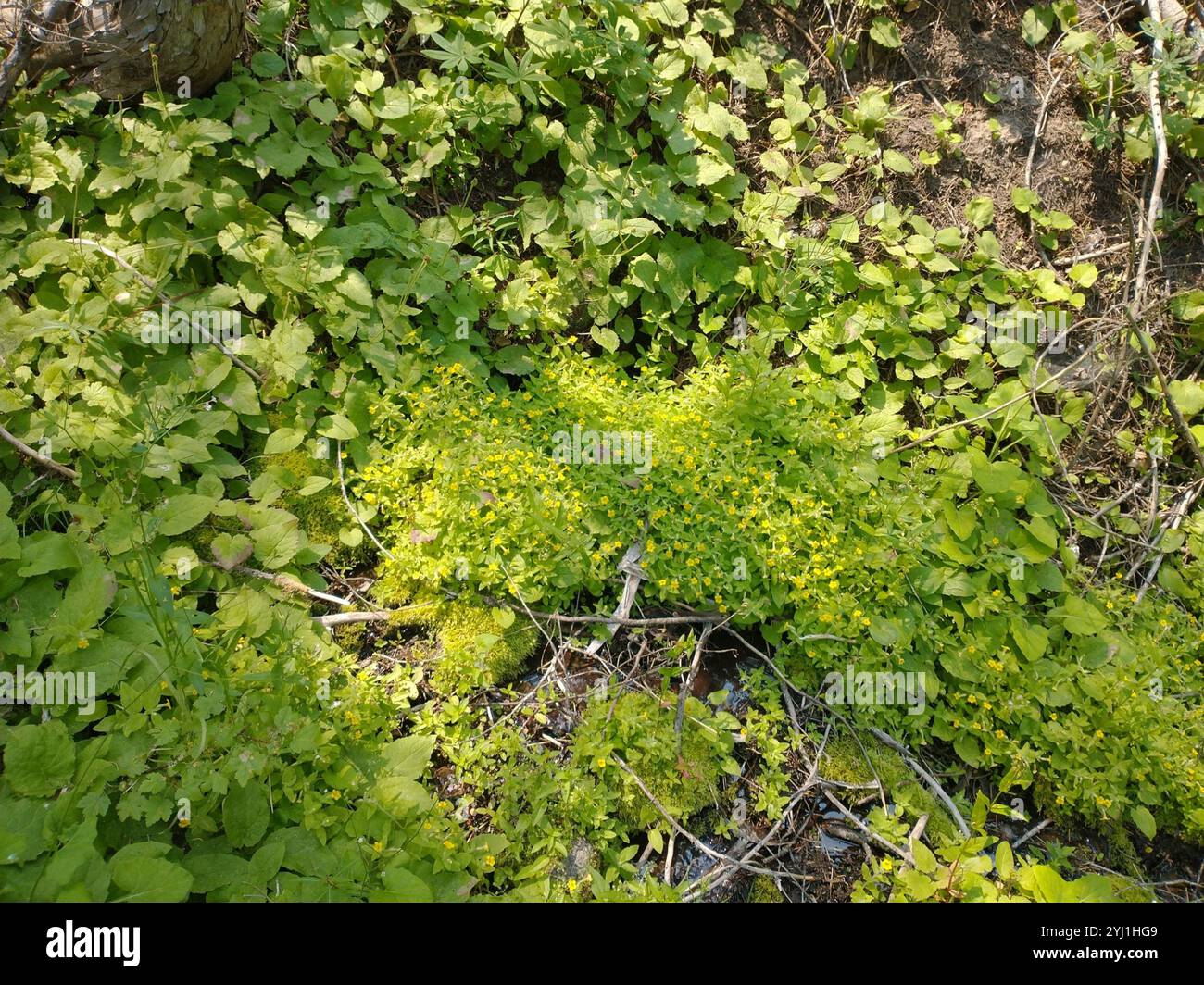 Erythranthe moschata hi-res stock photography and images - Alamy