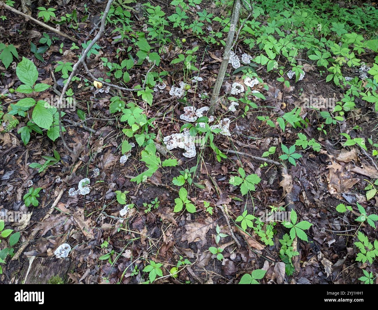 Black Tooth (Phellodon niger Stock Photo - Alamy