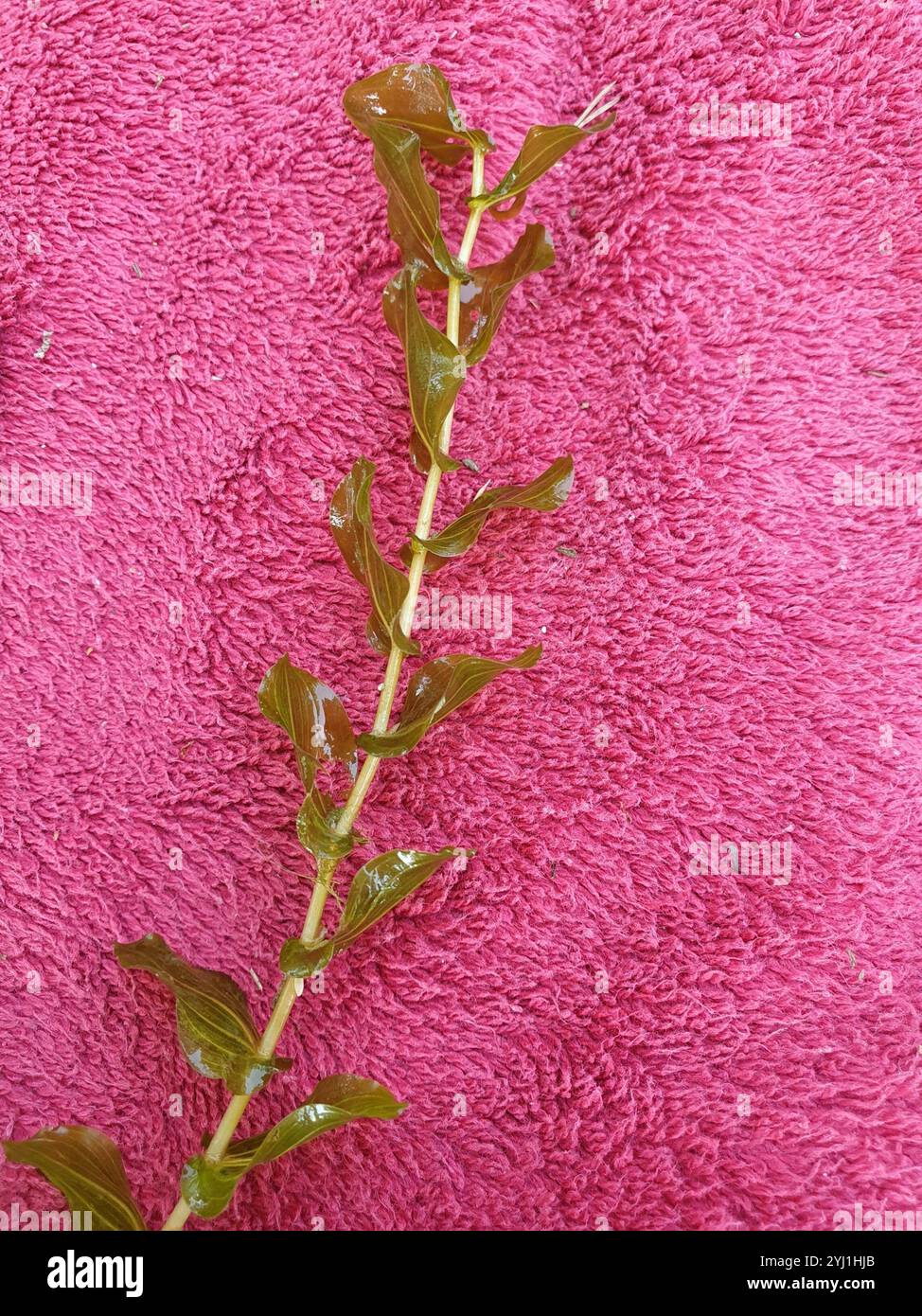 Perfoliate Pondweed (Potamogeton perfoliatus Stock Photo - Alamy