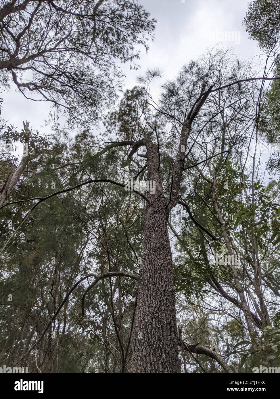 Black sheoak (Allocasuarina littoralis Stock Photo - Alamy