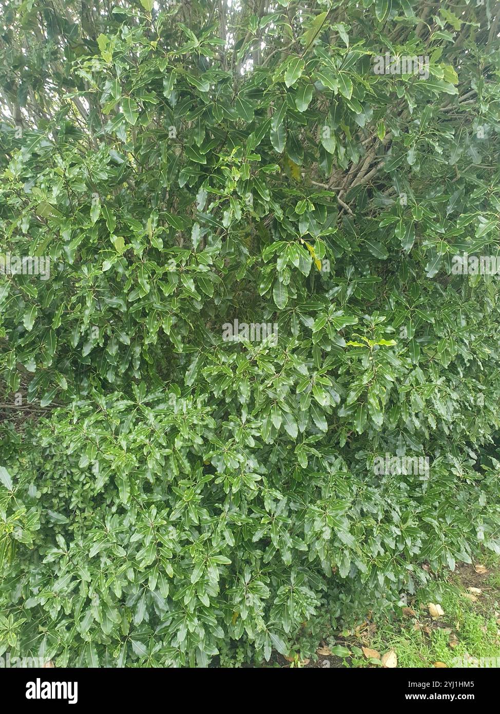 tarata (Pittosporum eugenioides Stock Photo - Alamy