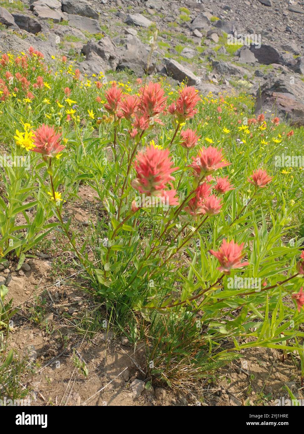 giant red Indian paintbrush (Castilleja miniata Stock Photo - Alamy