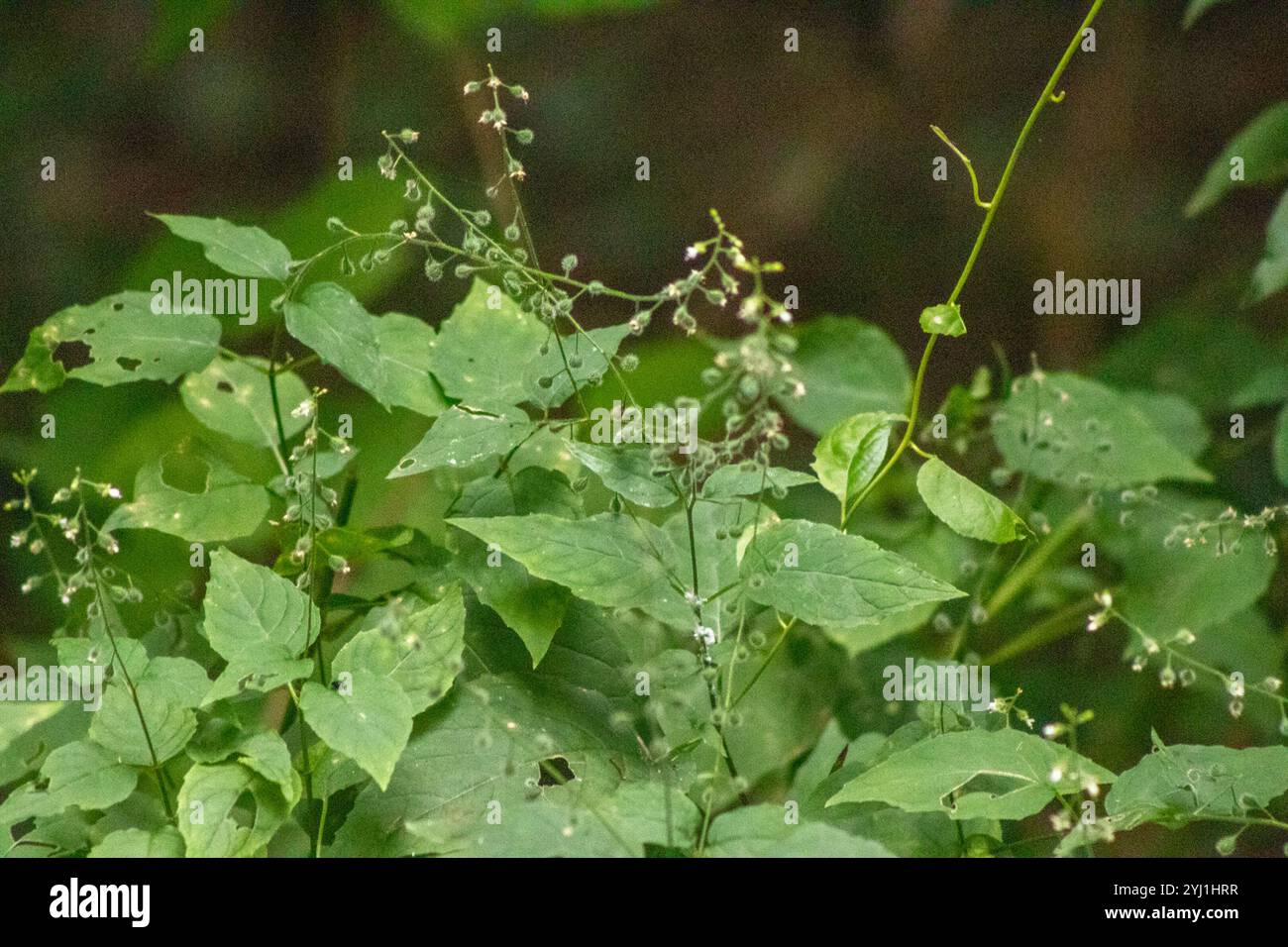 enchanter's nightshades (Circaea Stock Photo - Alamy