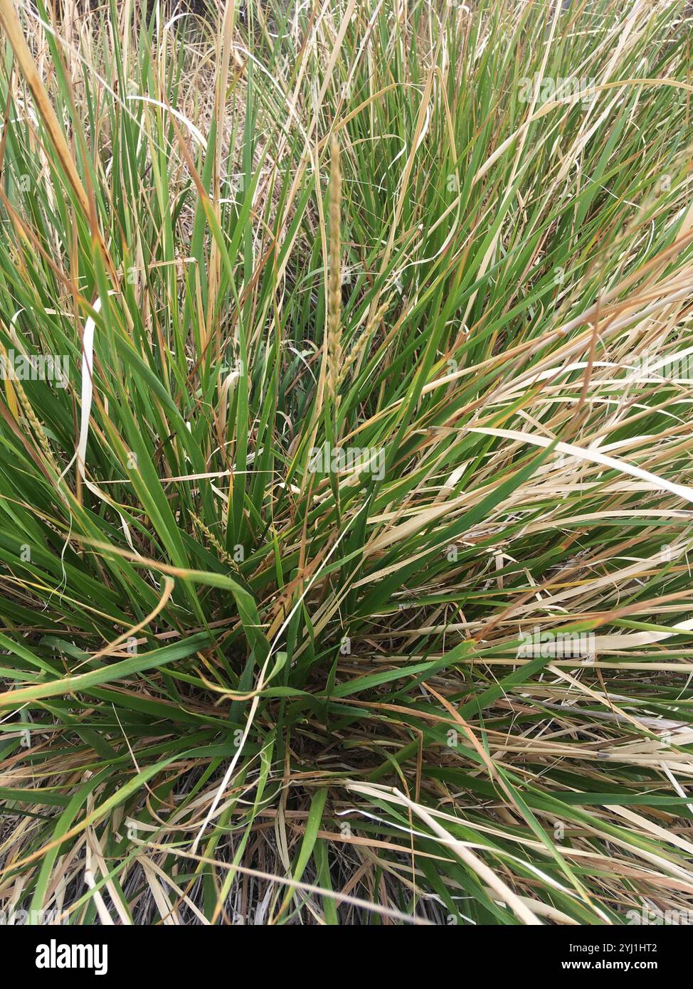 Leymus cinereus hi-res stock photography and images - Alamy