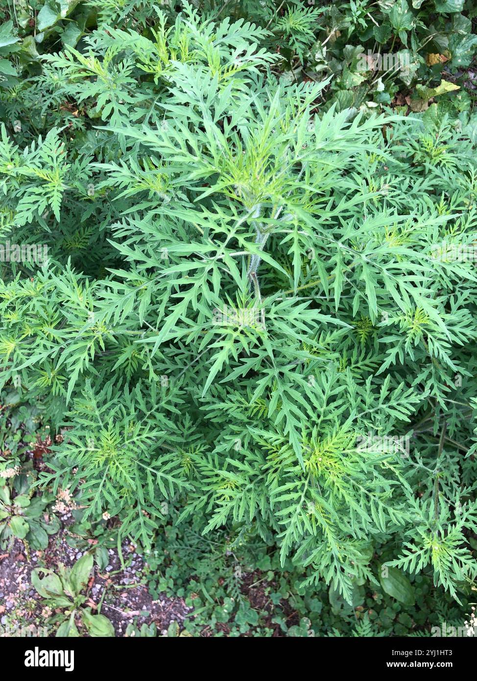 common ragweed (Ambrosia artemisiifolia Stock Photo - Alamy
