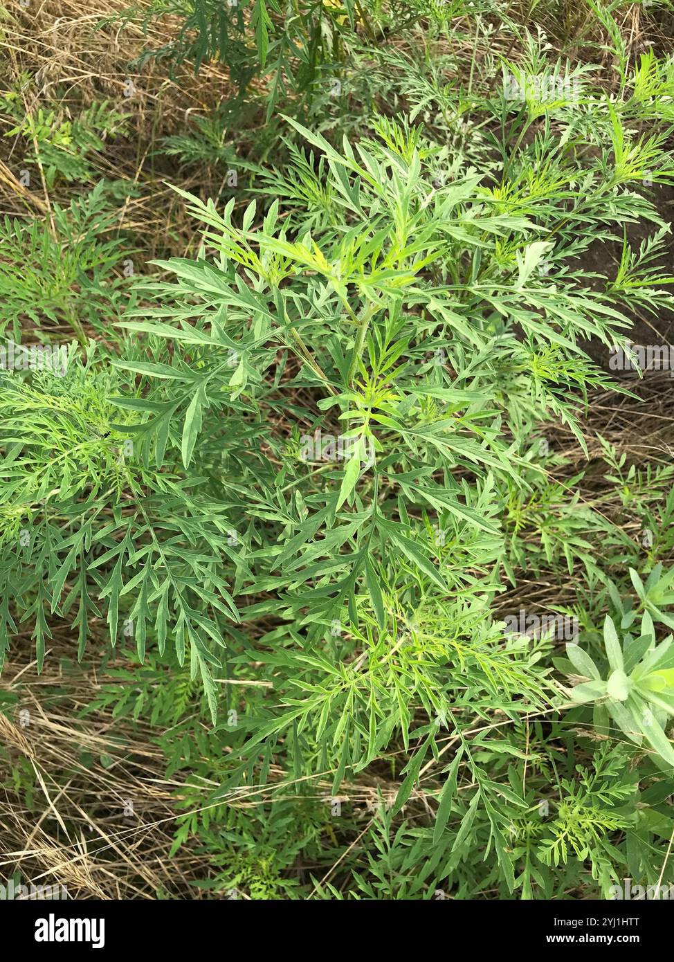 common ragweed (Ambrosia artemisiifolia Stock Photo - Alamy