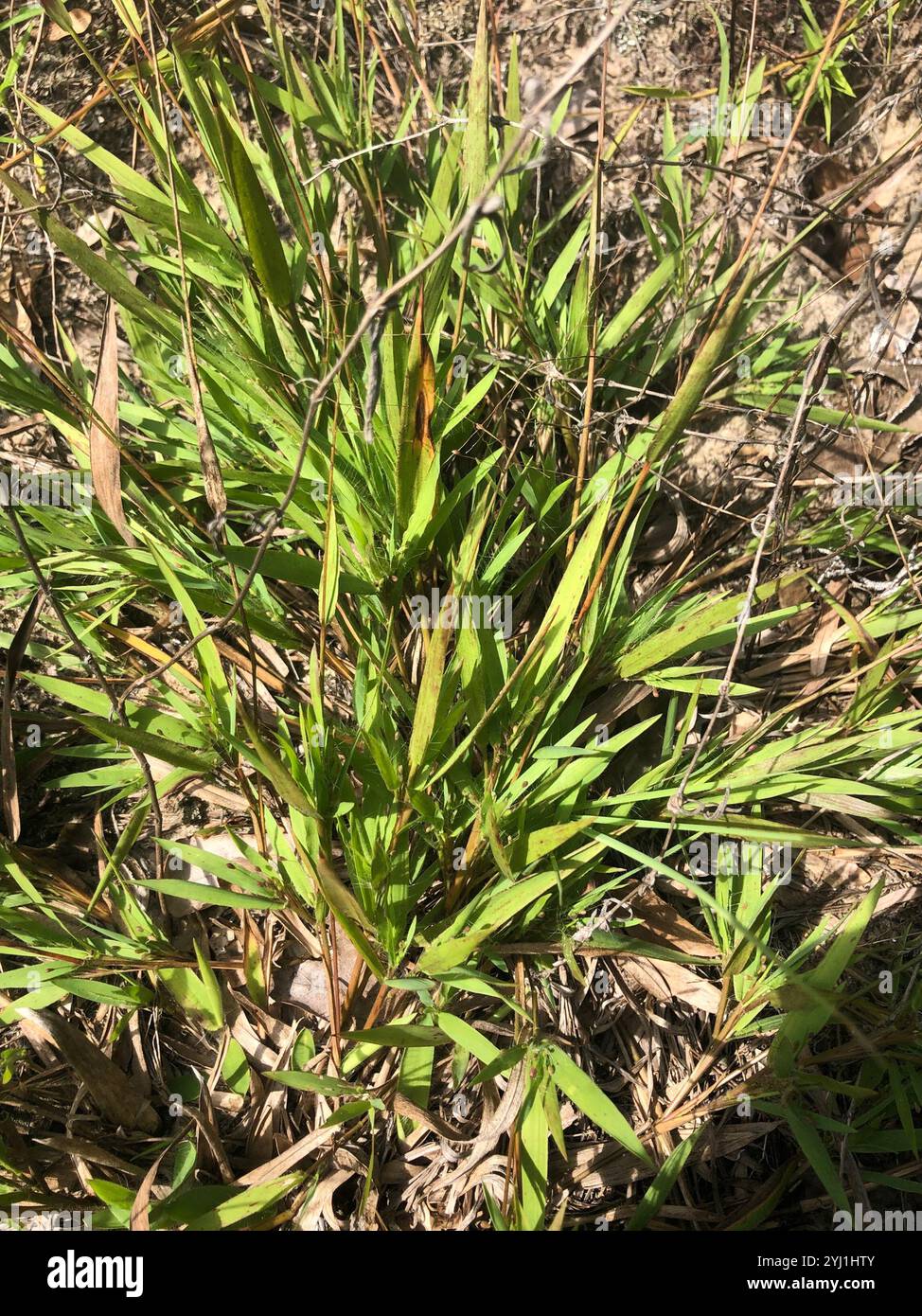 Commons' Panicgrass (Dichanthelium ovale addisonii Stock Photo - Alamy