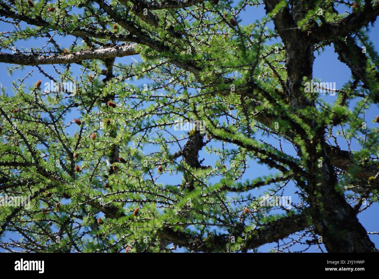 subalpine larch (Larix lyallii Stock Photo - Alamy