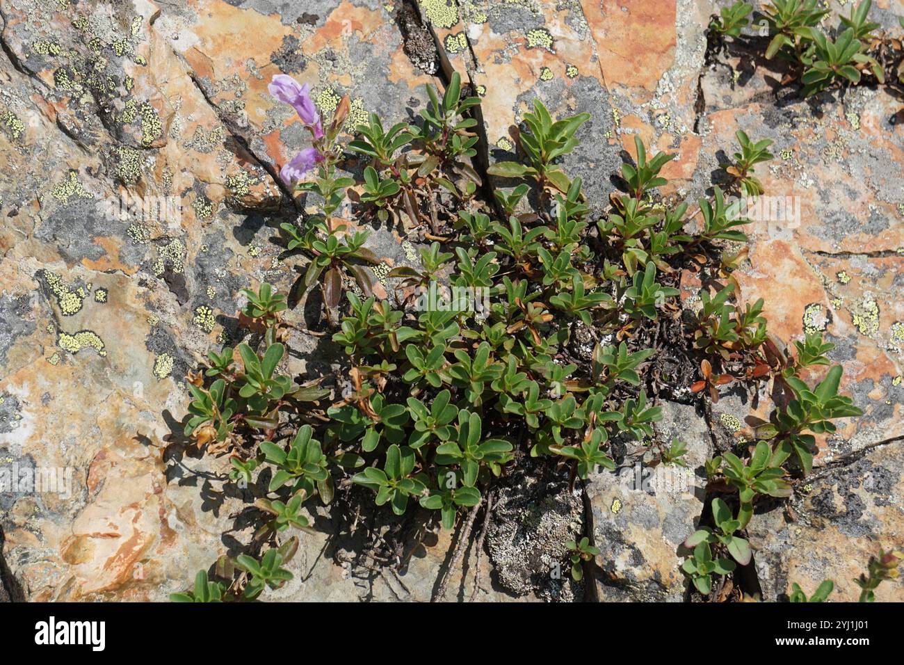 Eggleaf Beardtongue (Penstemon ellipticus Stock Photo - Alamy