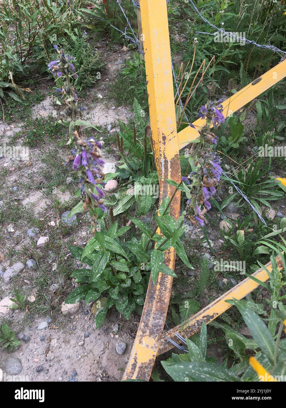 Whipple's penstemon (Penstemon whippleanus Stock Photo - Alamy