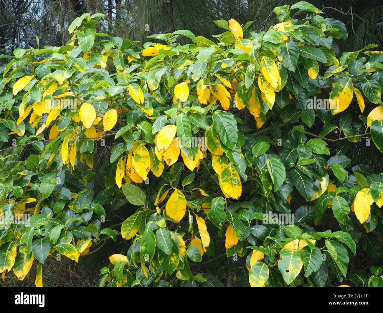 Hauili fig tree (Ficus septica Stock Photo - Alamy