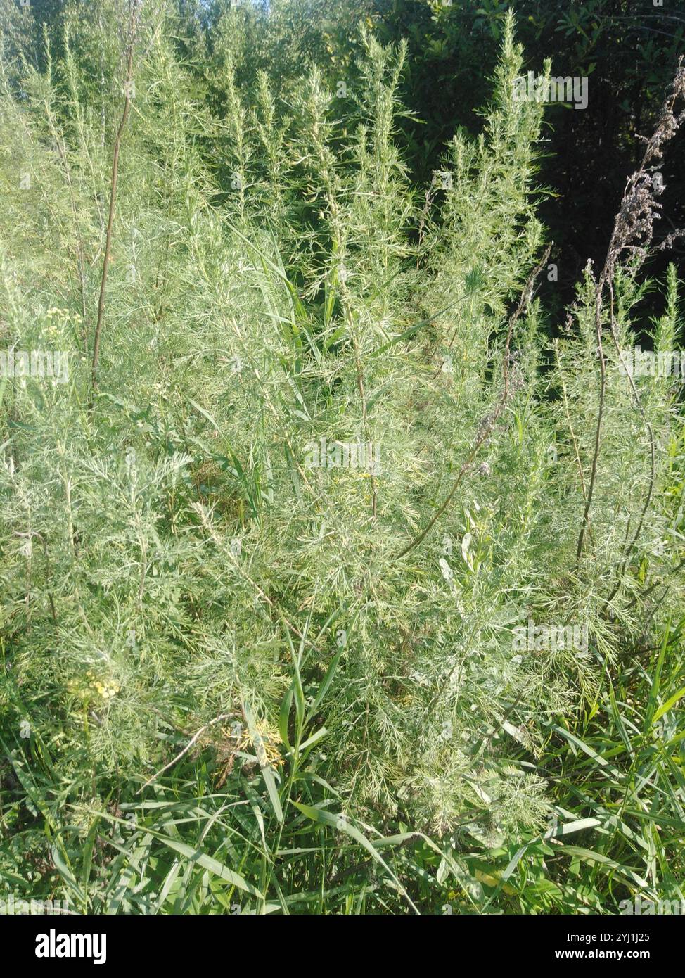 Southernwood (Artemisia abrotanum Stock Photo - Alamy