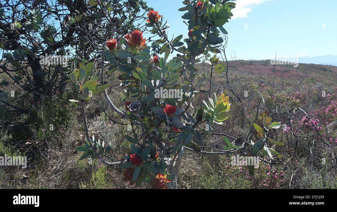 Wagon Tree (Protea nitida Stock Photo - Alamy