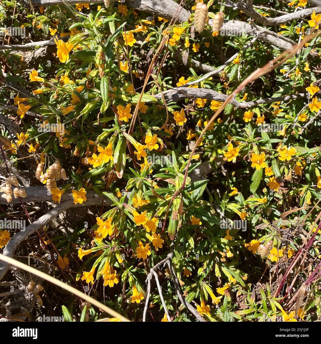 orange bush monkeyflower (Diplacus aurantiacus Stock Photo - Alamy