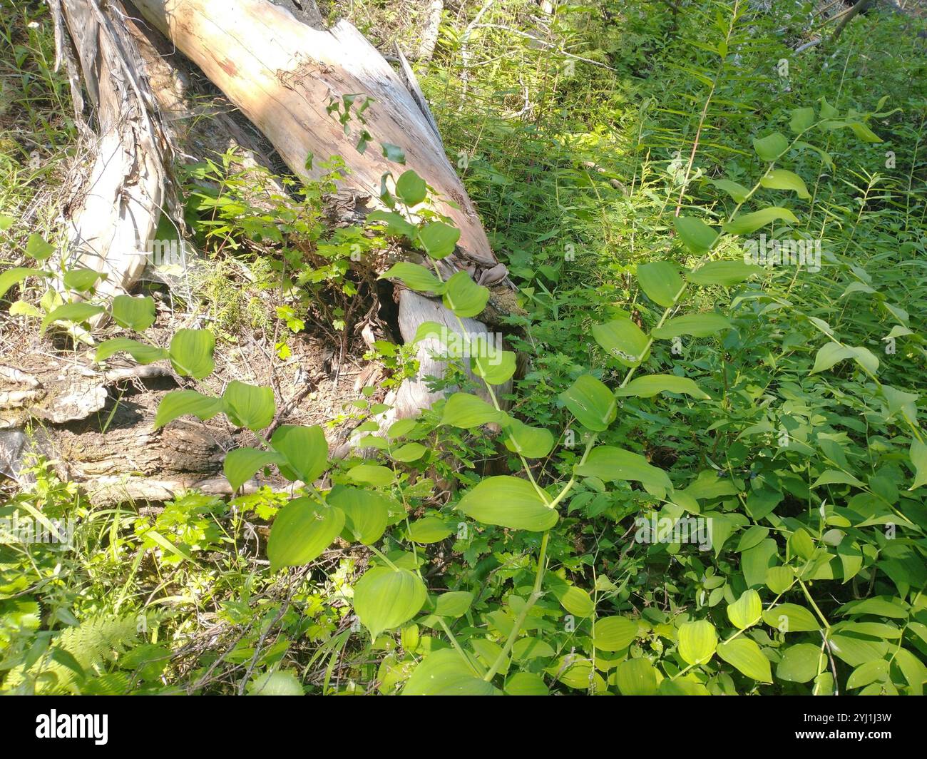 white twisted-stalk (Streptopus amplexifolius Stock Photo - Alamy