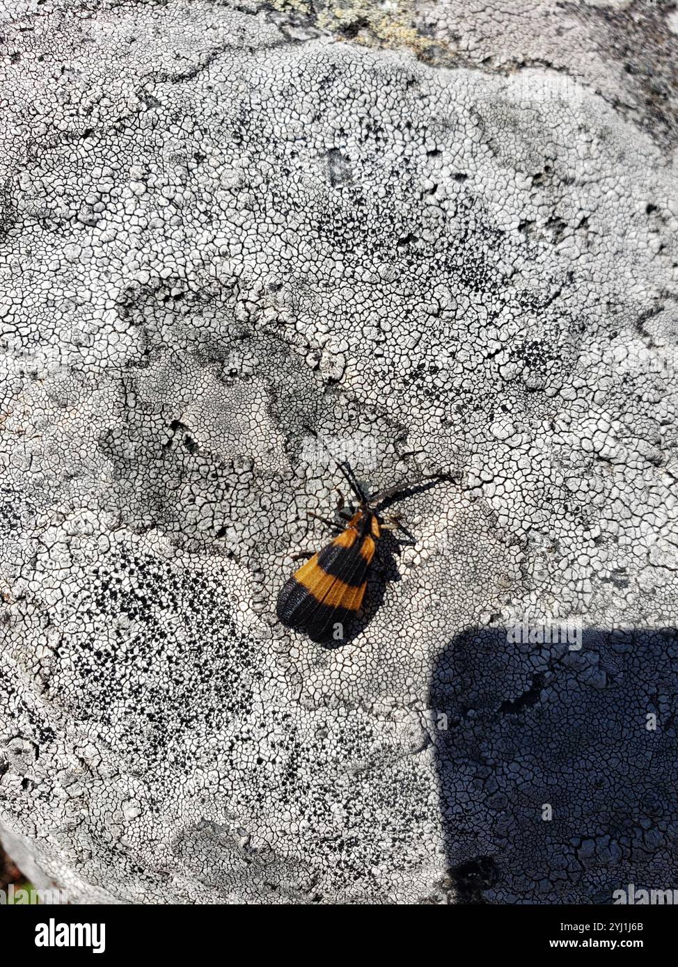 Reticulated Net-winged Beetle (Calopteron reticulatum Stock Photo - Alamy