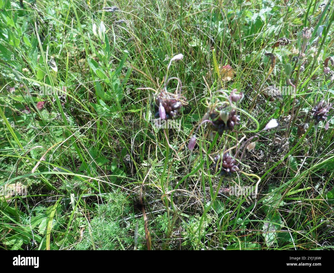 field garlic (Allium oleraceum Stock Photo - Alamy