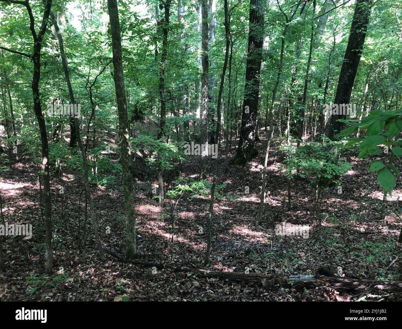 Texas aster (Symphyotrichum drummondii texanum Stock Photo - Alamy