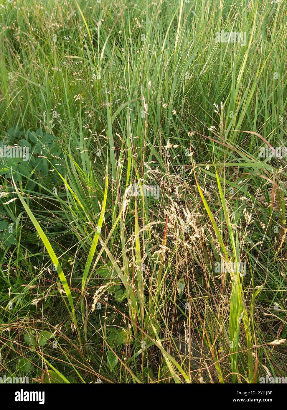 wavy hair-grass (Avenella flexuosa Stock Photo - Alamy