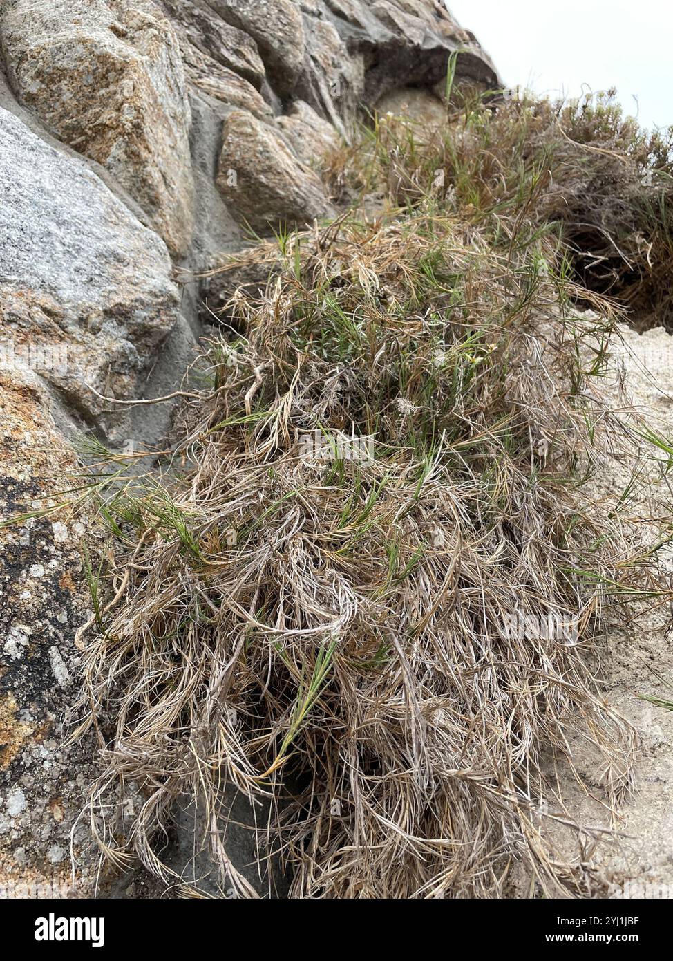 Saltgrass (Distichlis spicata Stock Photo - Alamy