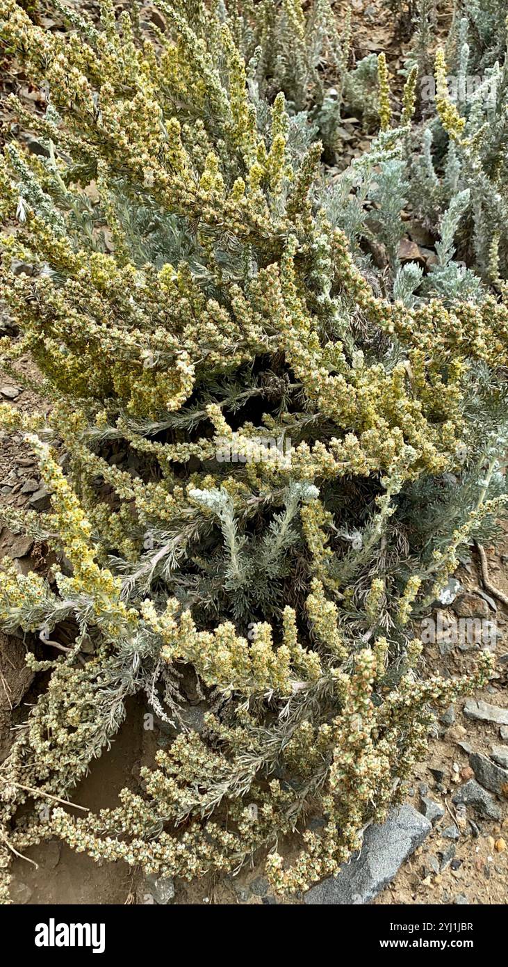coastal sagewort (Artemisia pycnocephala Stock Photo - Alamy