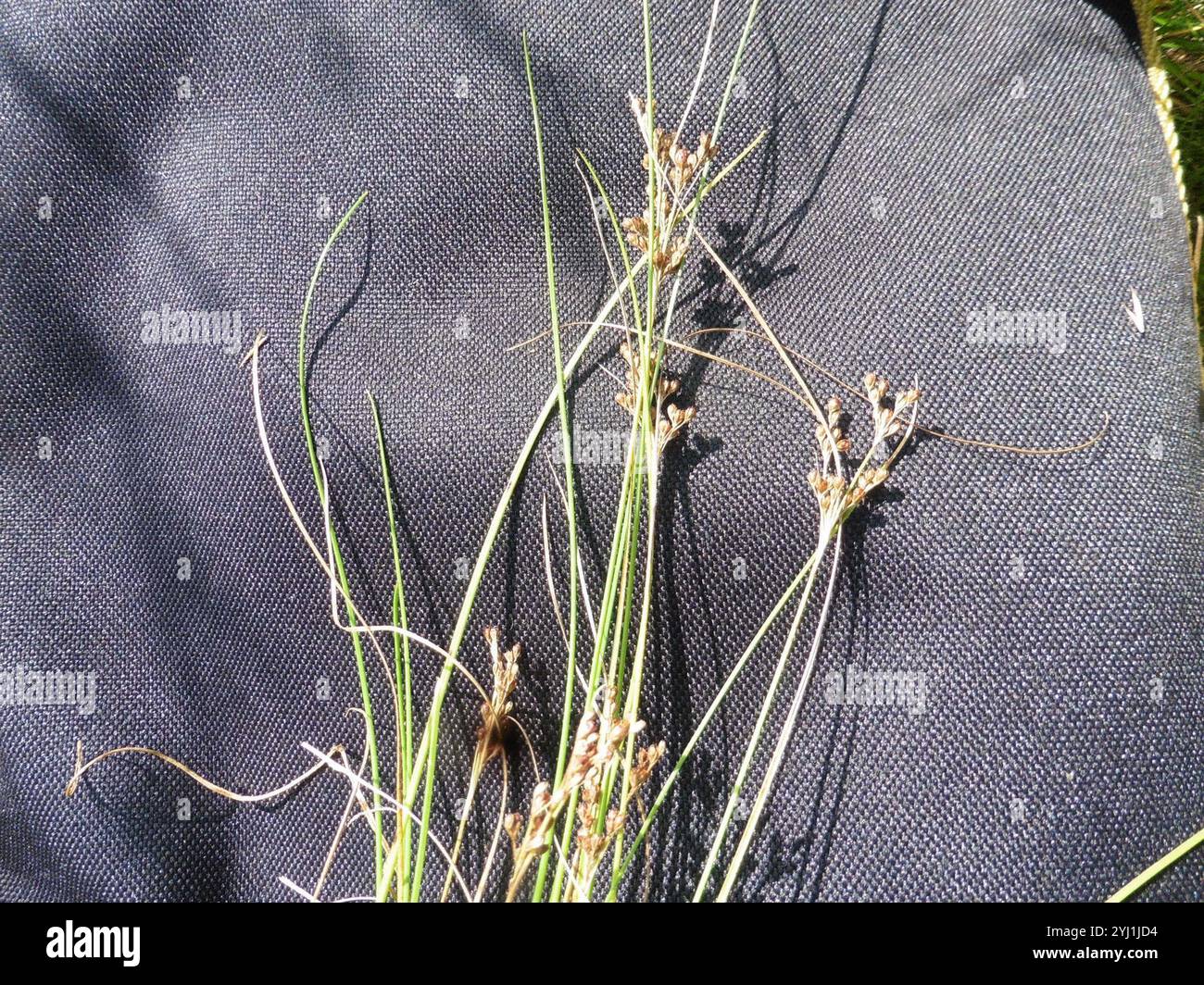 Flattened Rush (Juncus compressus Stock Photo - Alamy