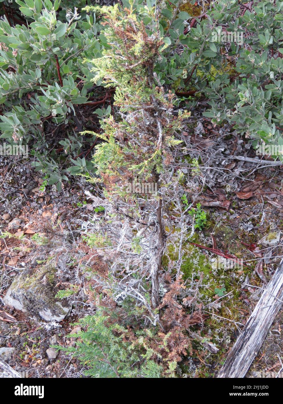 Seaside Juniper (Juniperus maritima Stock Photo - Alamy