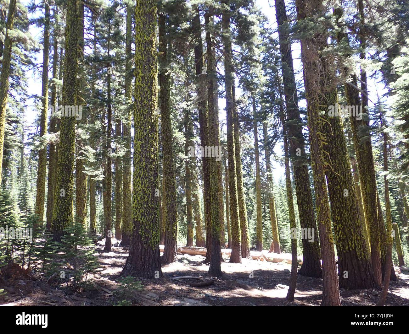 California red fir abies magnifica hi-res stock photography and images ...