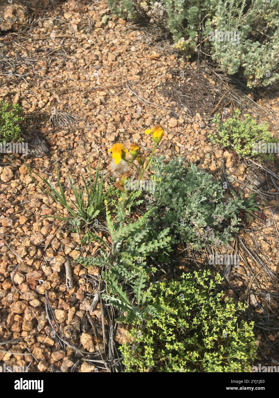 Lobeleaf Groundsel (Packera multilobata Stock Photo - Alamy