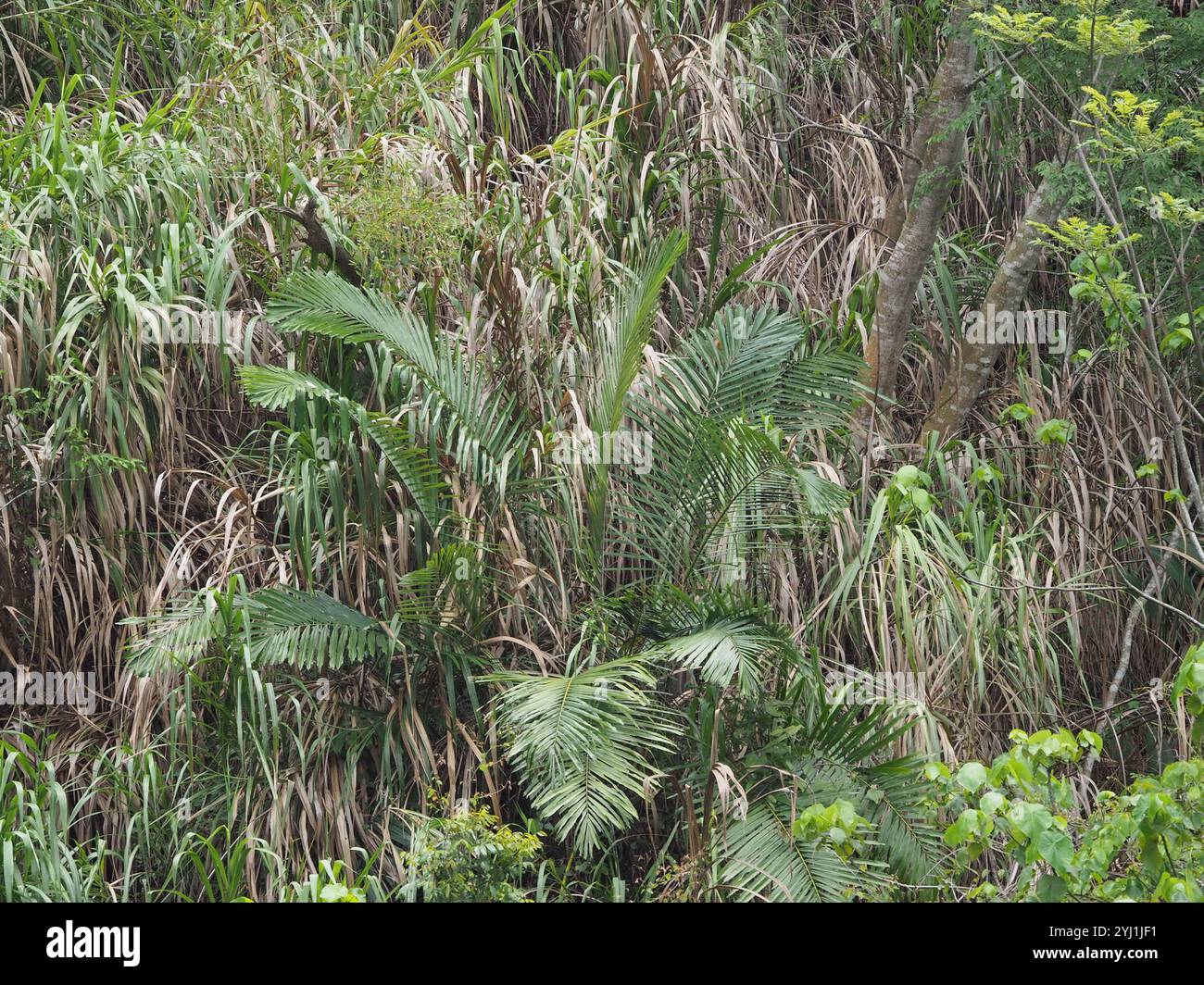 Arenga engleri hi-res stock photography and images - Alamy