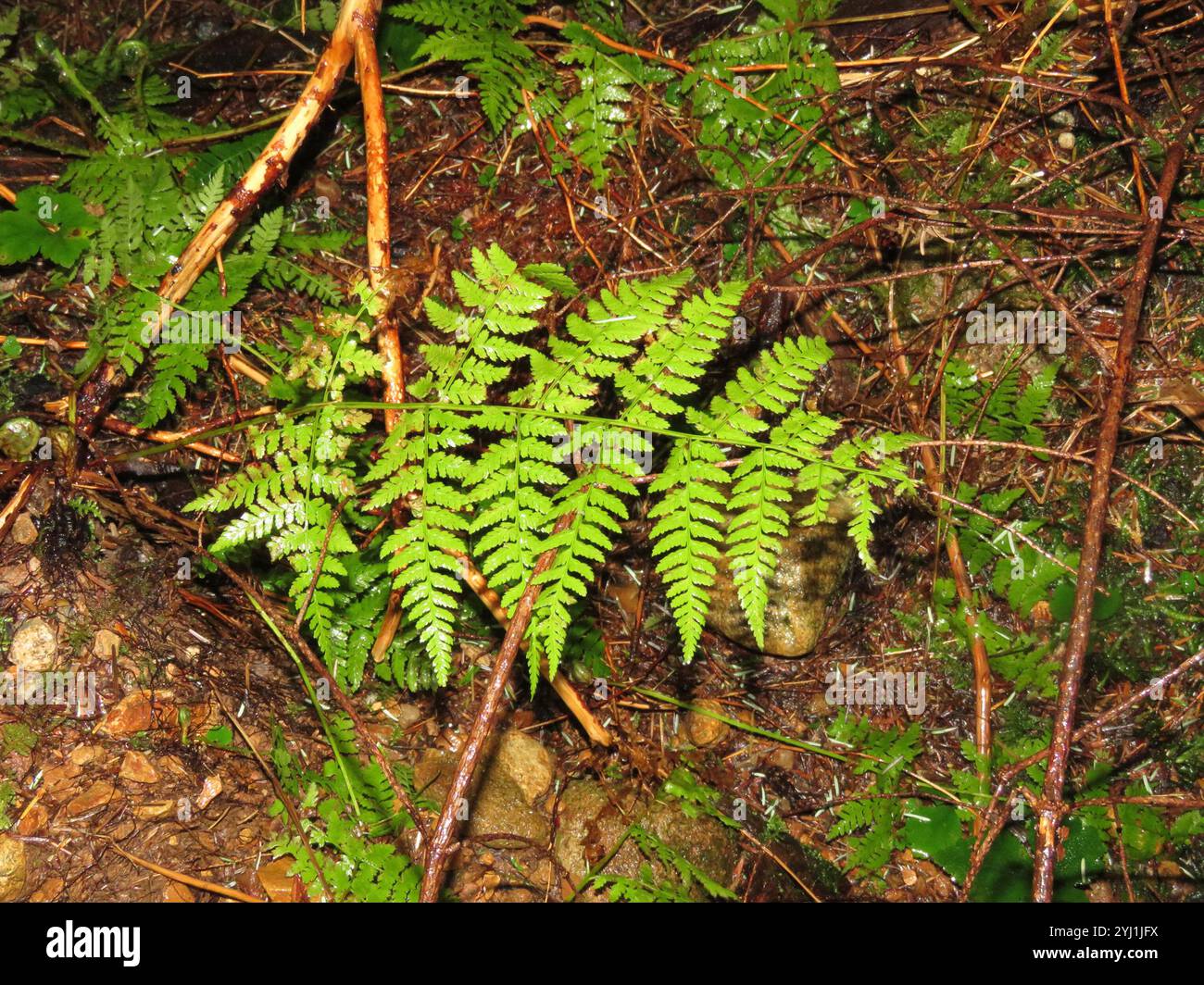 spreading wood fern (Dryopteris expansa Stock Photo - Alamy