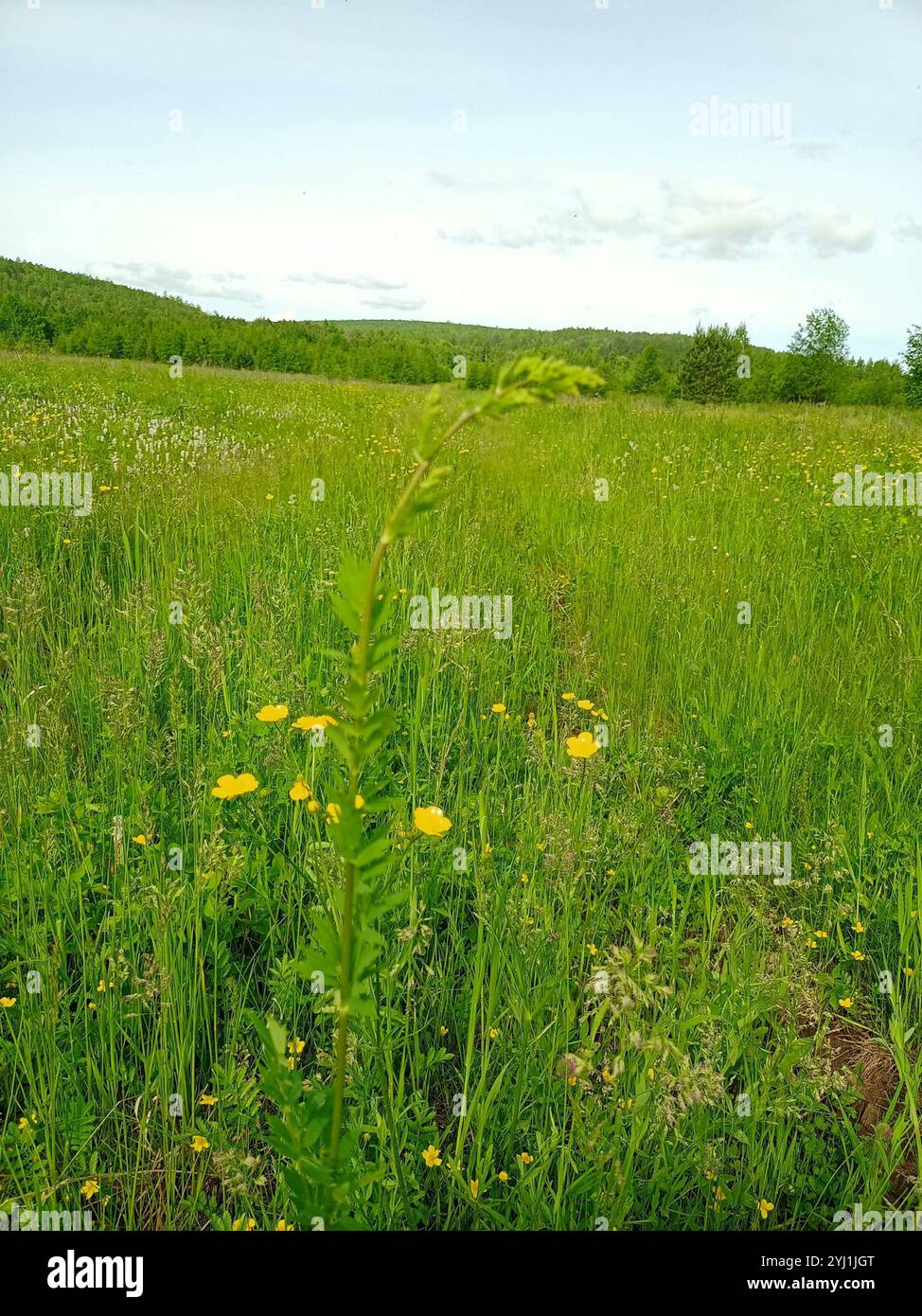 Small Meadow-rue (Thalictrum simplex Stock Photo - Alamy