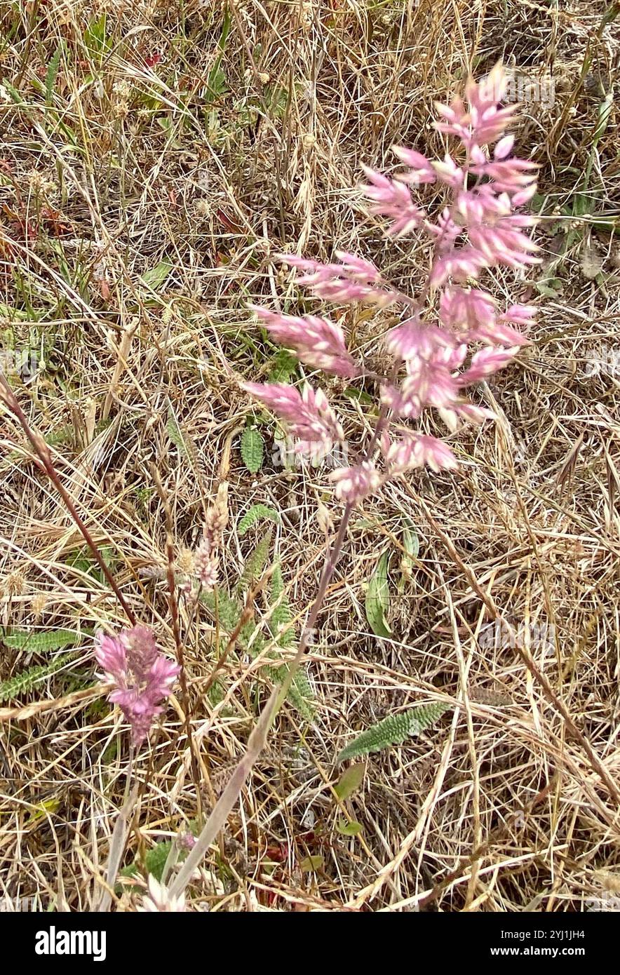 Yorkshire fog (Holcus lanatus Stock Photo - Alamy