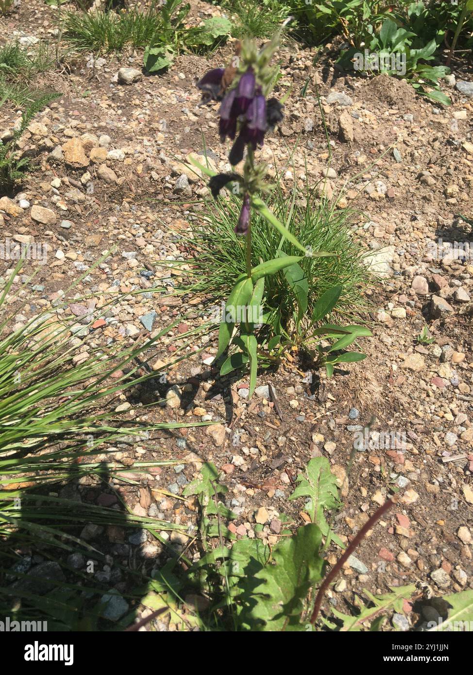 Whipple's penstemon (Penstemon whippleanus Stock Photo - Alamy
