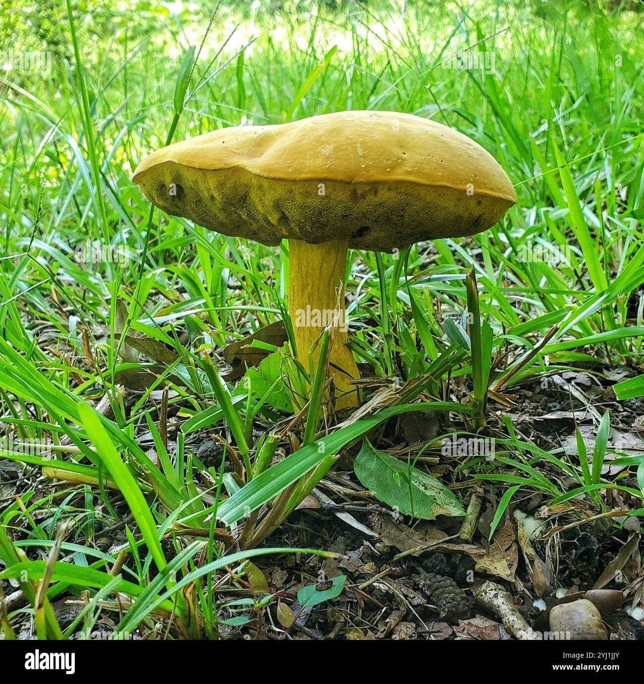 Ornate-stalked bolete (Retiboletus ornatipes Stock Photo - Alamy