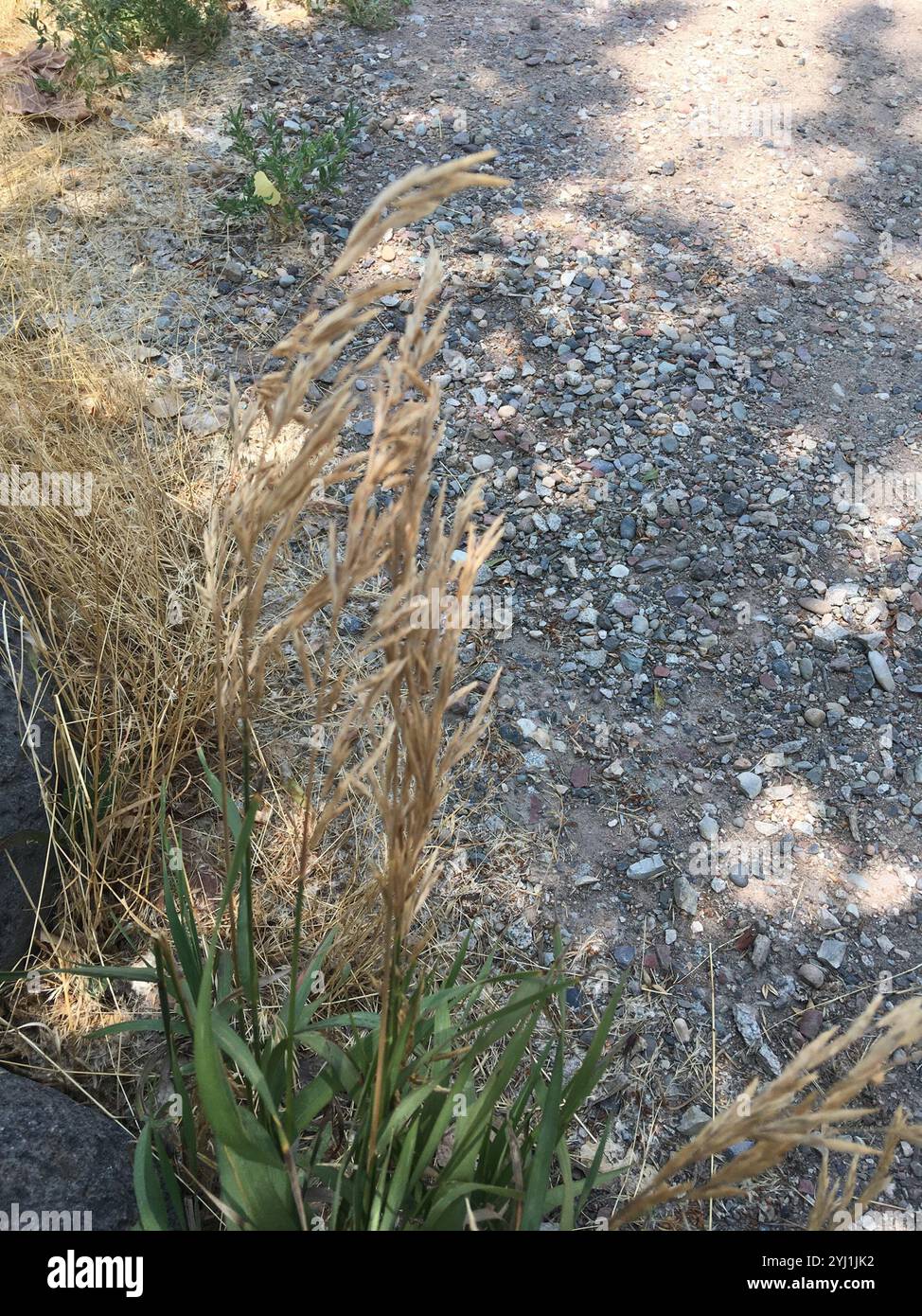 Smooth Brome (Bromus inermis Stock Photo - Alamy