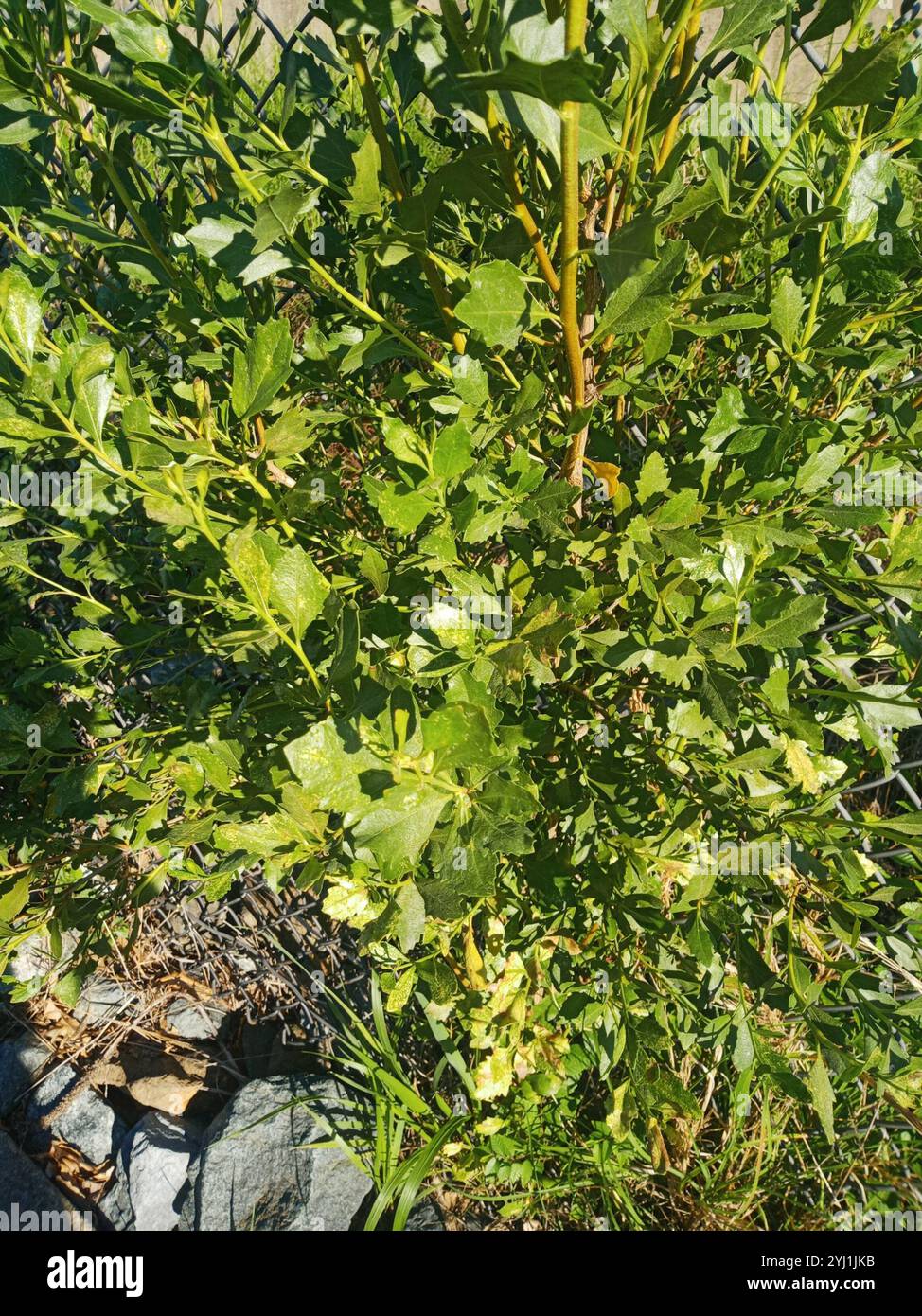 groundsel tree (Baccharis halimifolia Stock Photo - Alamy