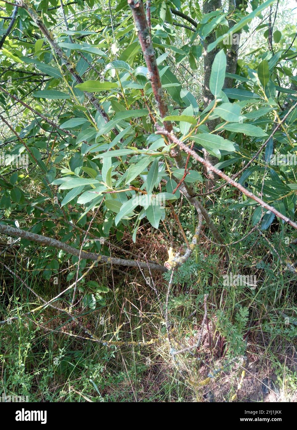 Almond Willow (Salix triandra Stock Photo - Alamy