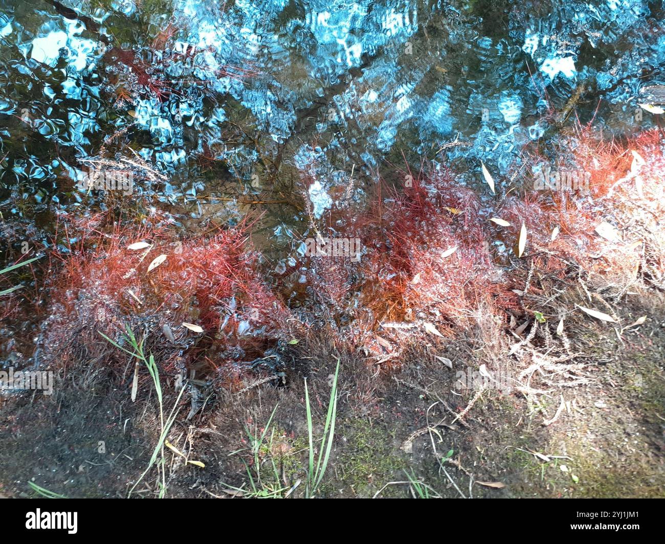 willow family (Salicaceae Stock Photo - Alamy